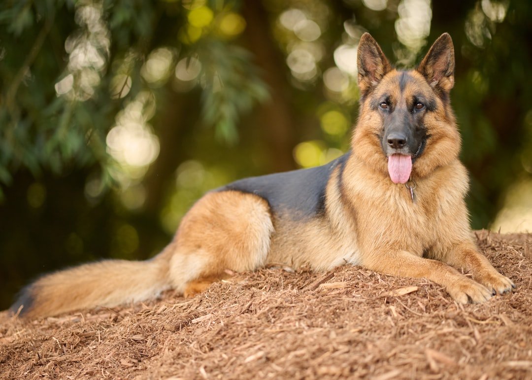 Best Food for German Shepherd (2026 Guide) — Alleavia Pet Supplies